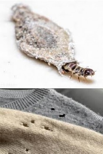 RJ INSET - Traças na roupa